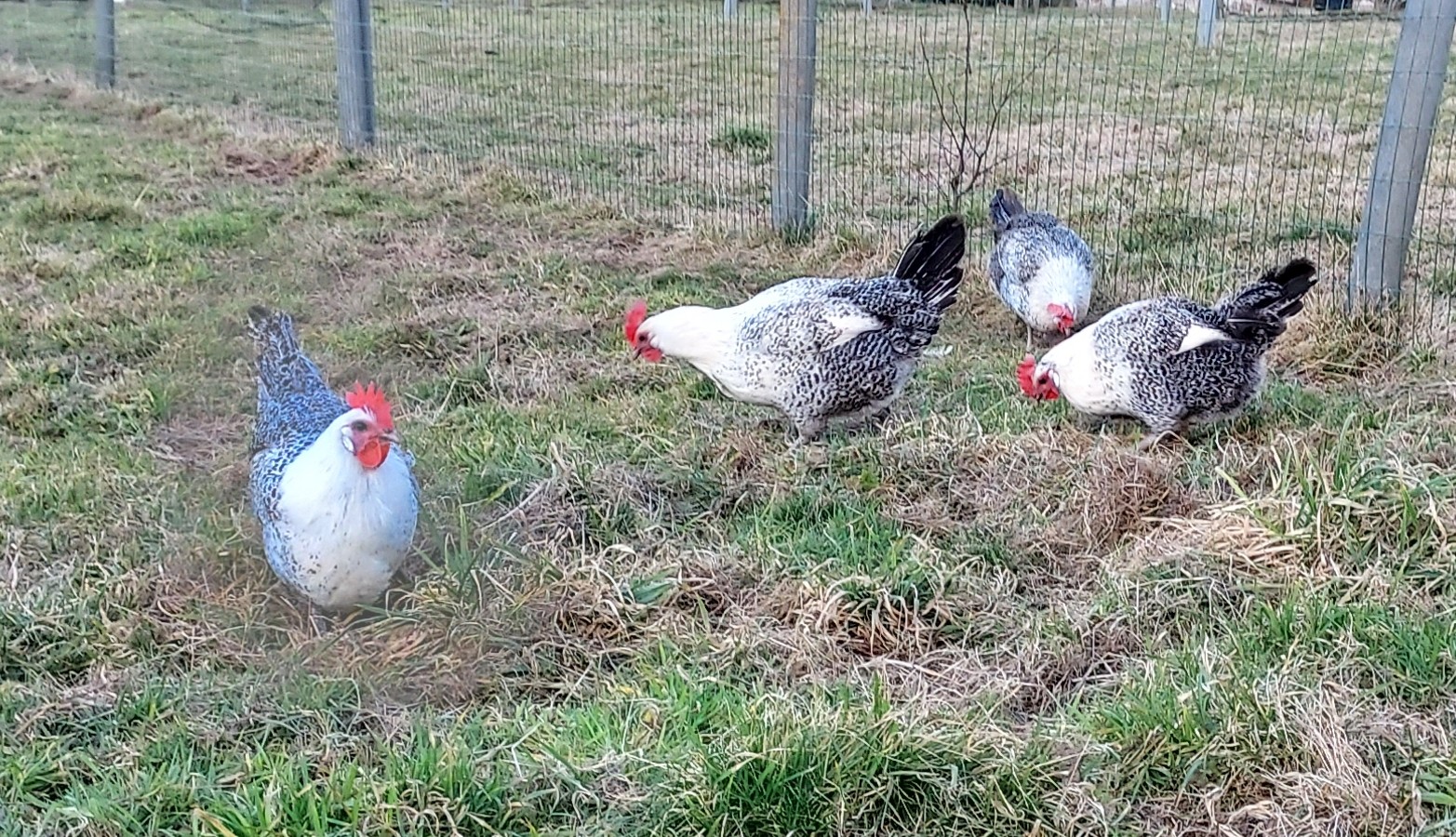 Œufs fécondés de poules Bresse Gauloises grises - Coco-Eco