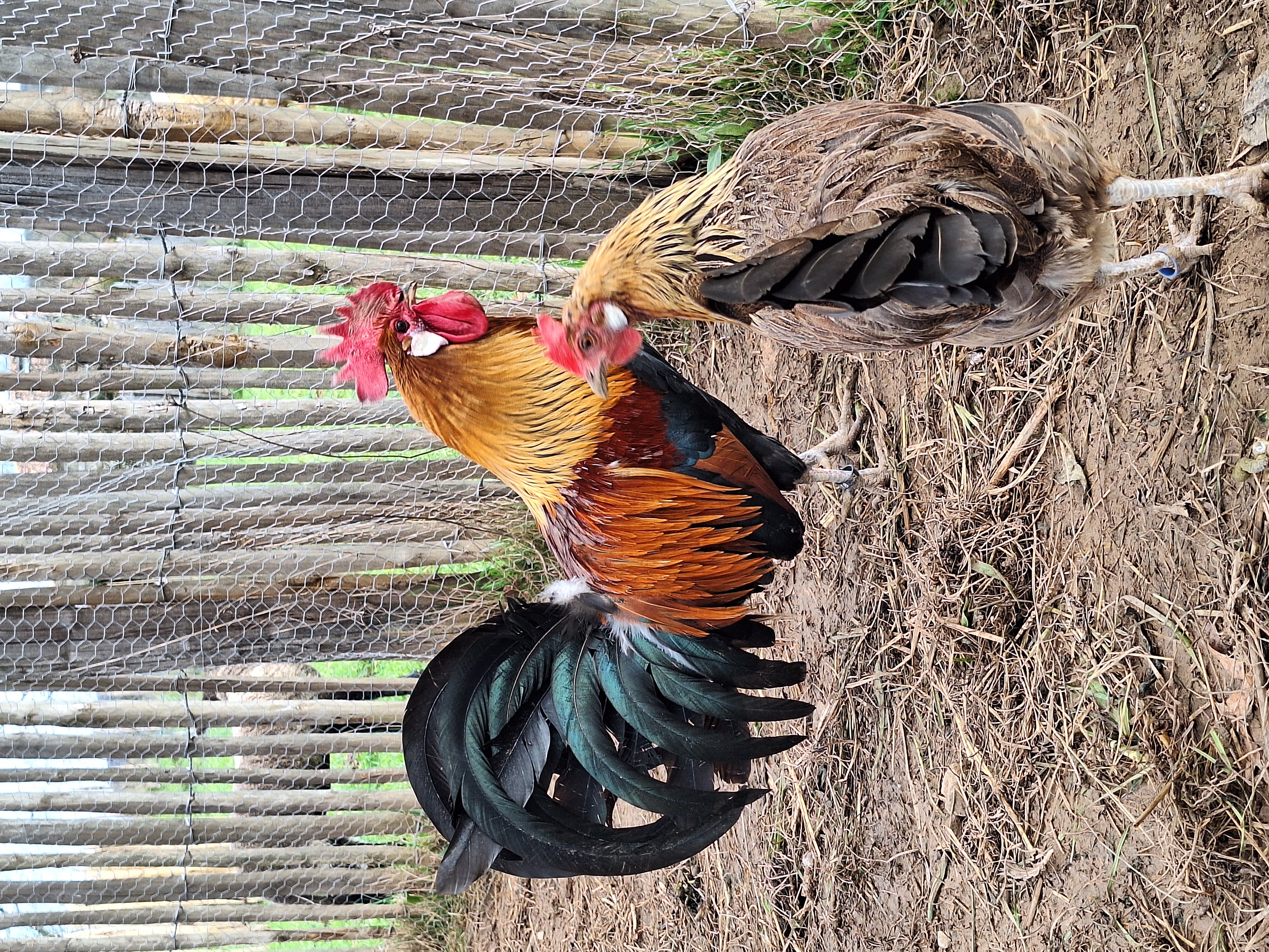 oeufs à couver poule Gauloise saumon dorée - Coco-Eco