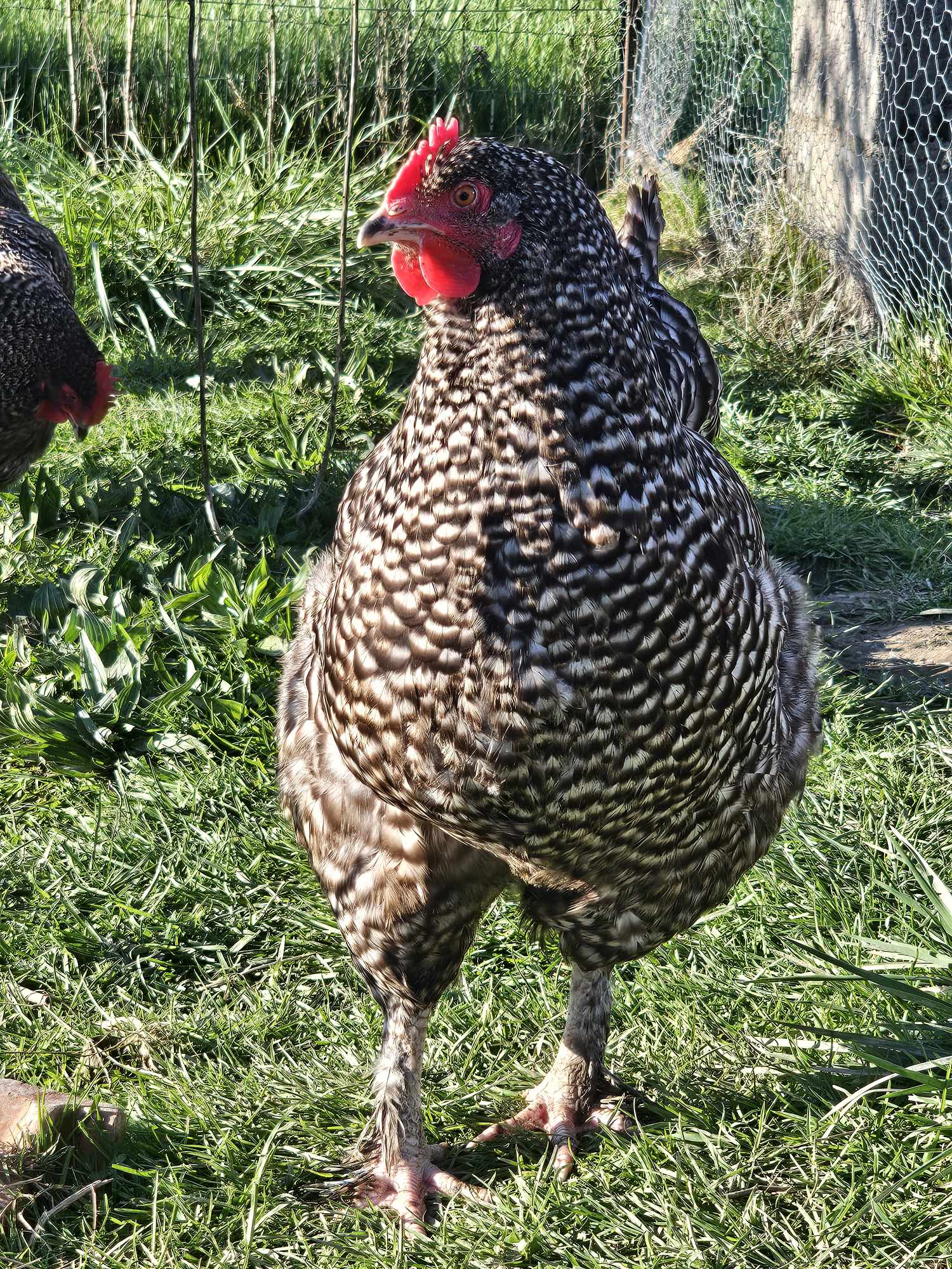 Malines blanc et coucou à crete simple grande race Tata cocottes - Coco-Eco