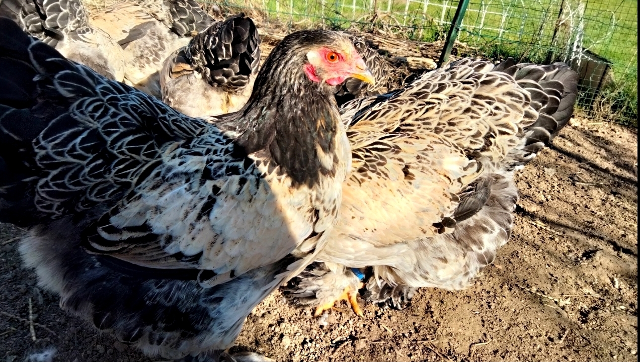 Brahma Caille Doré - Coco-Eco