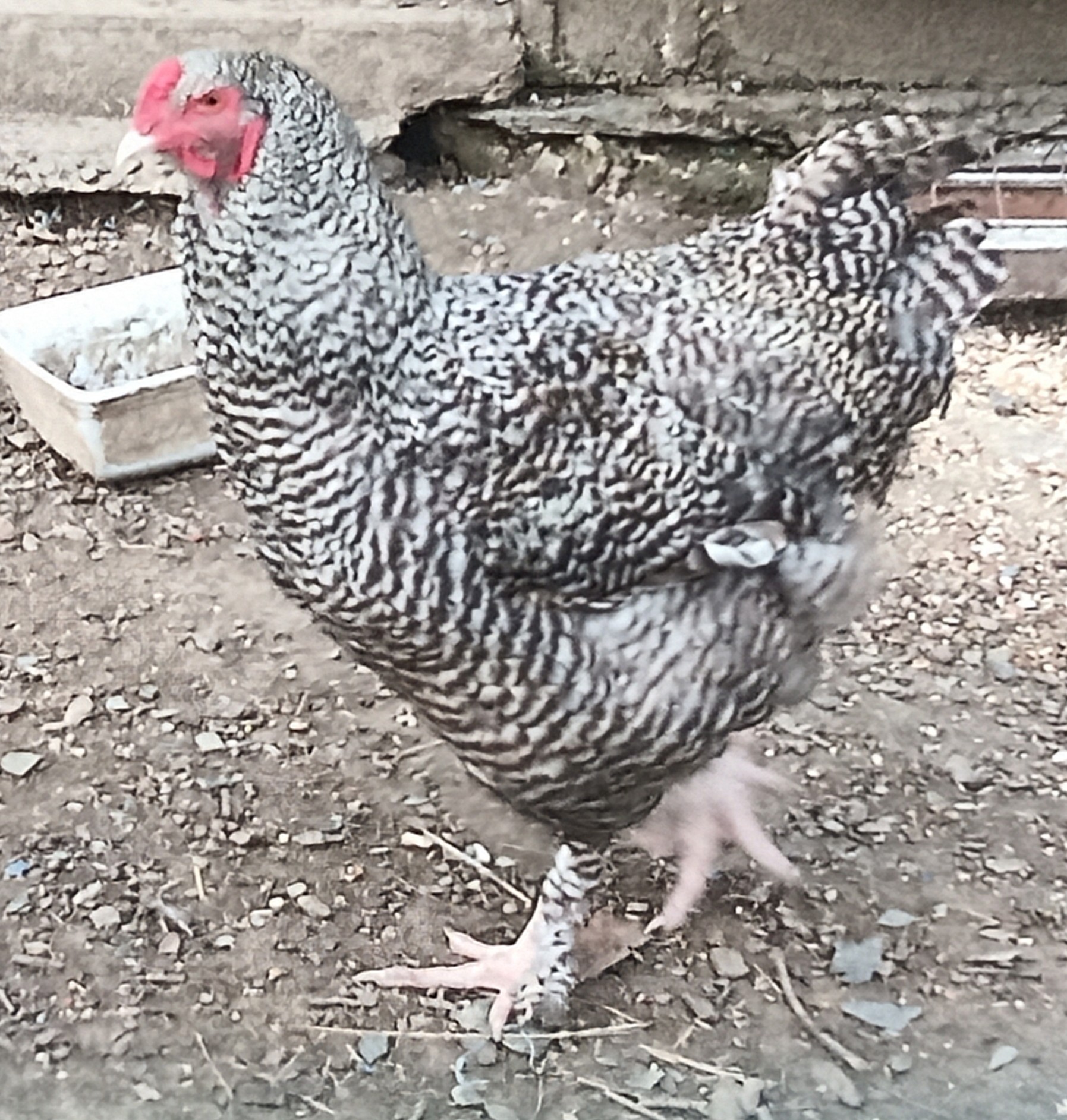 oeufs fecondes de coqs et poules coucou de malines a tete de dindon ...