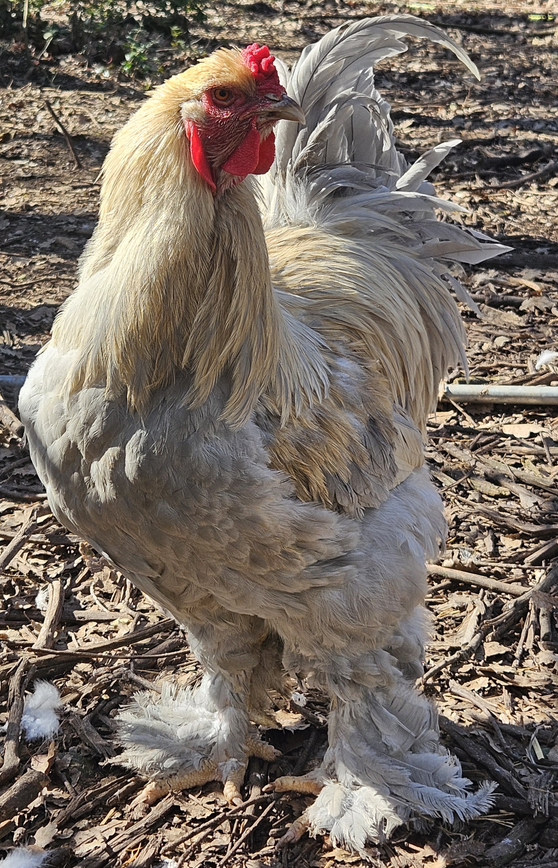 brahma isabelle - Coco-Eco