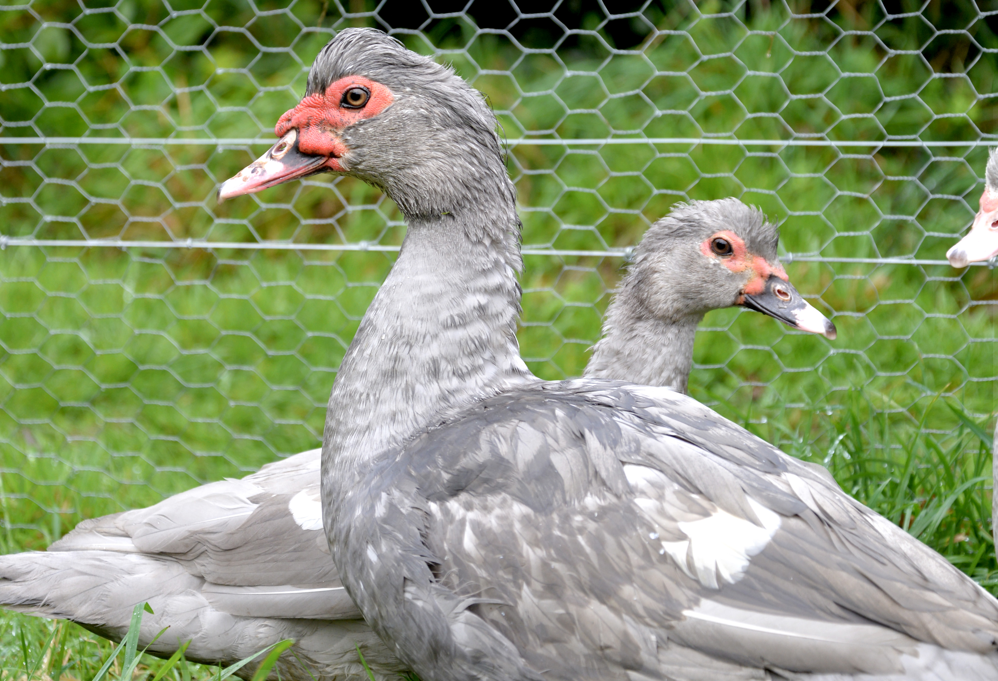 Prix D Un Canard De Barbarie