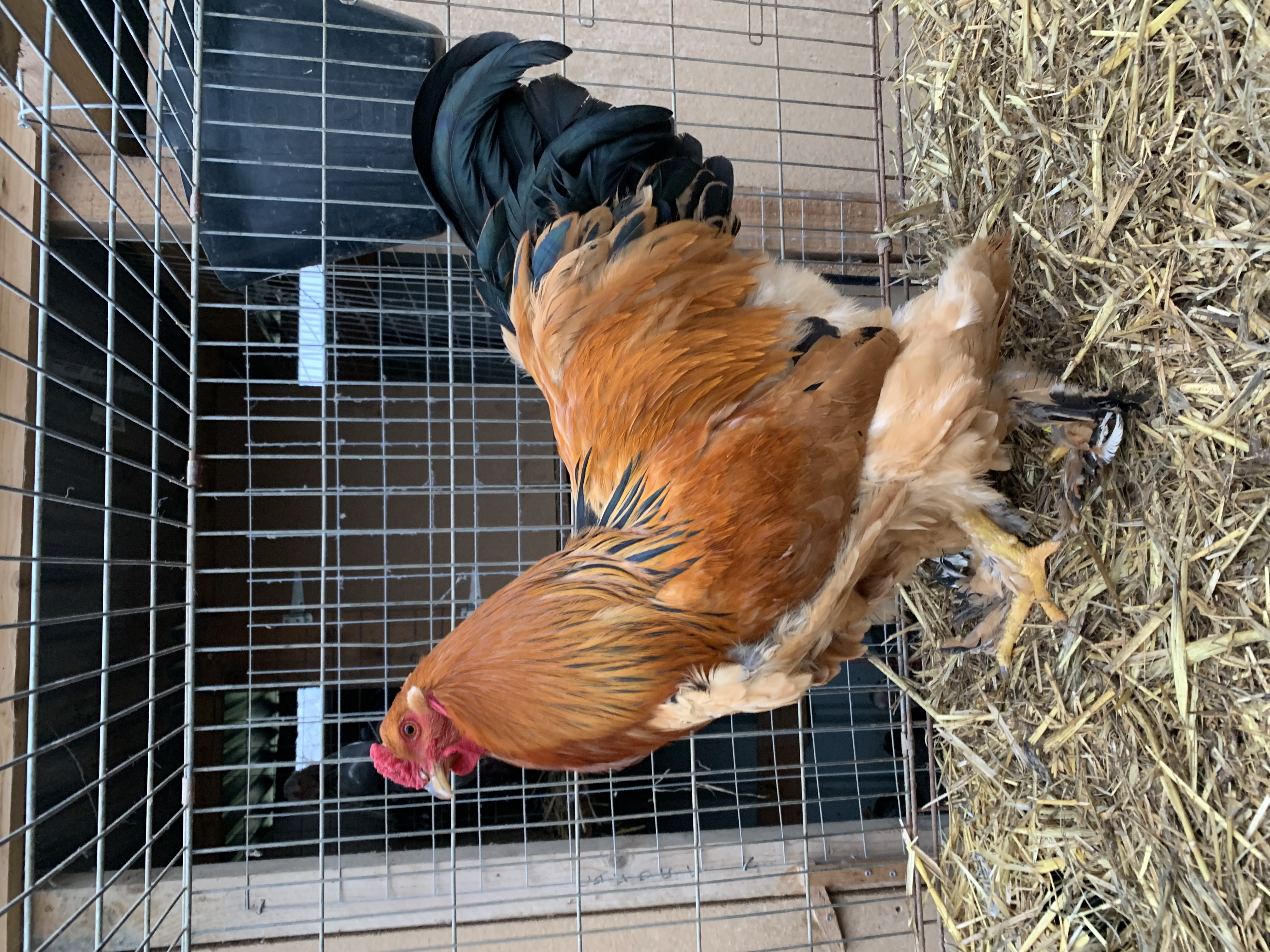 Brahma fauves herminée noir et bleu - Coco-Eco