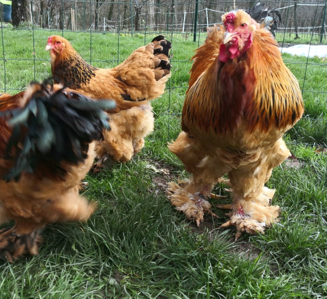Brahma fauve herminé 🇺🇸 (noire/bleu/blanc) - Coco-Eco