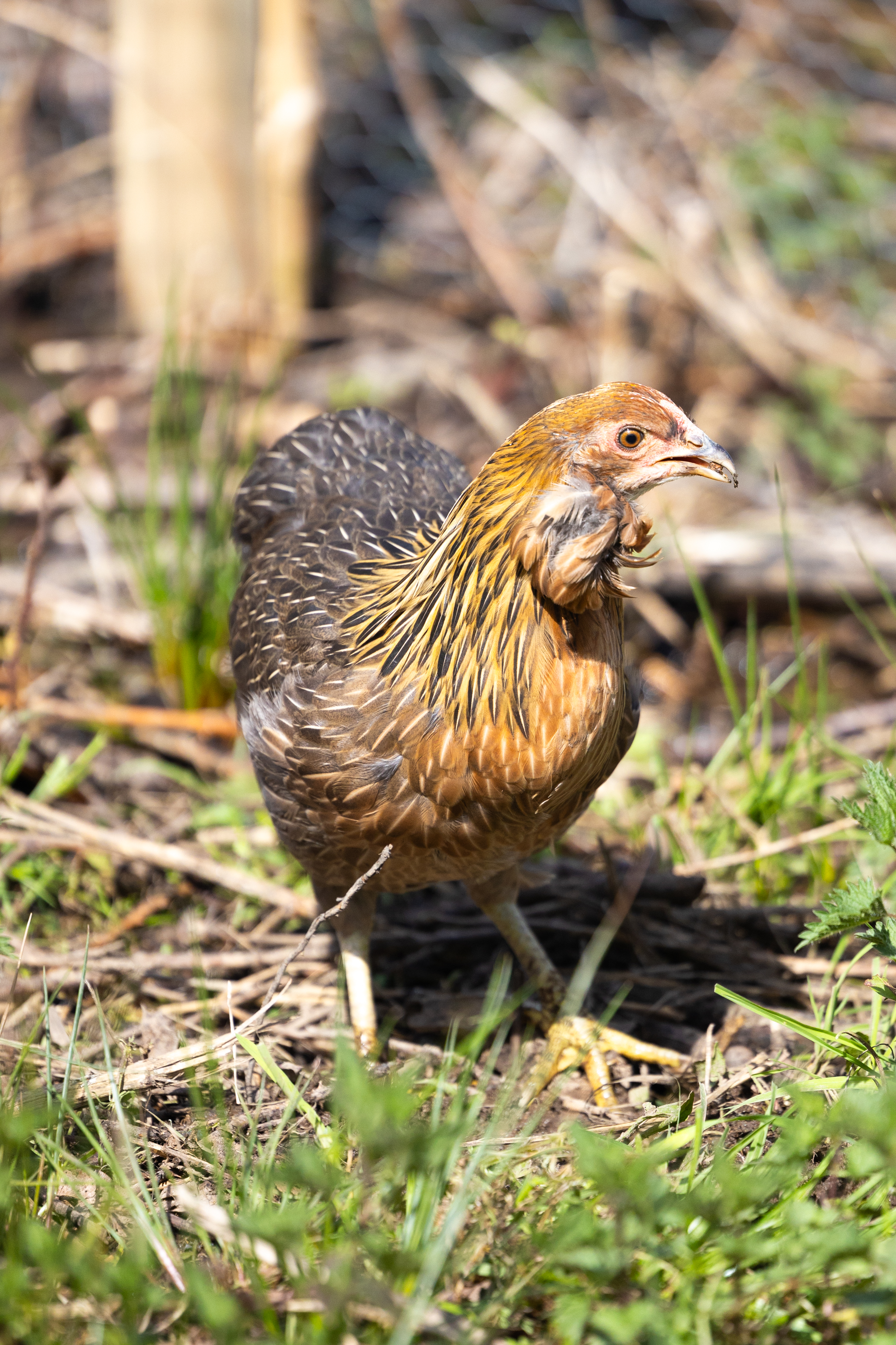 Araucana Grande Race Saumon doré - Coco-Eco