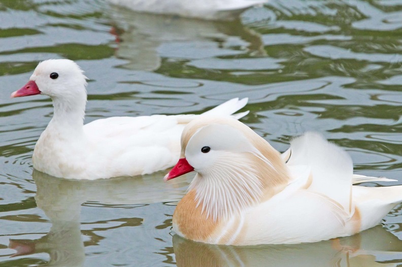 Canard Mandarin Blanc femelle - Coco-Eco