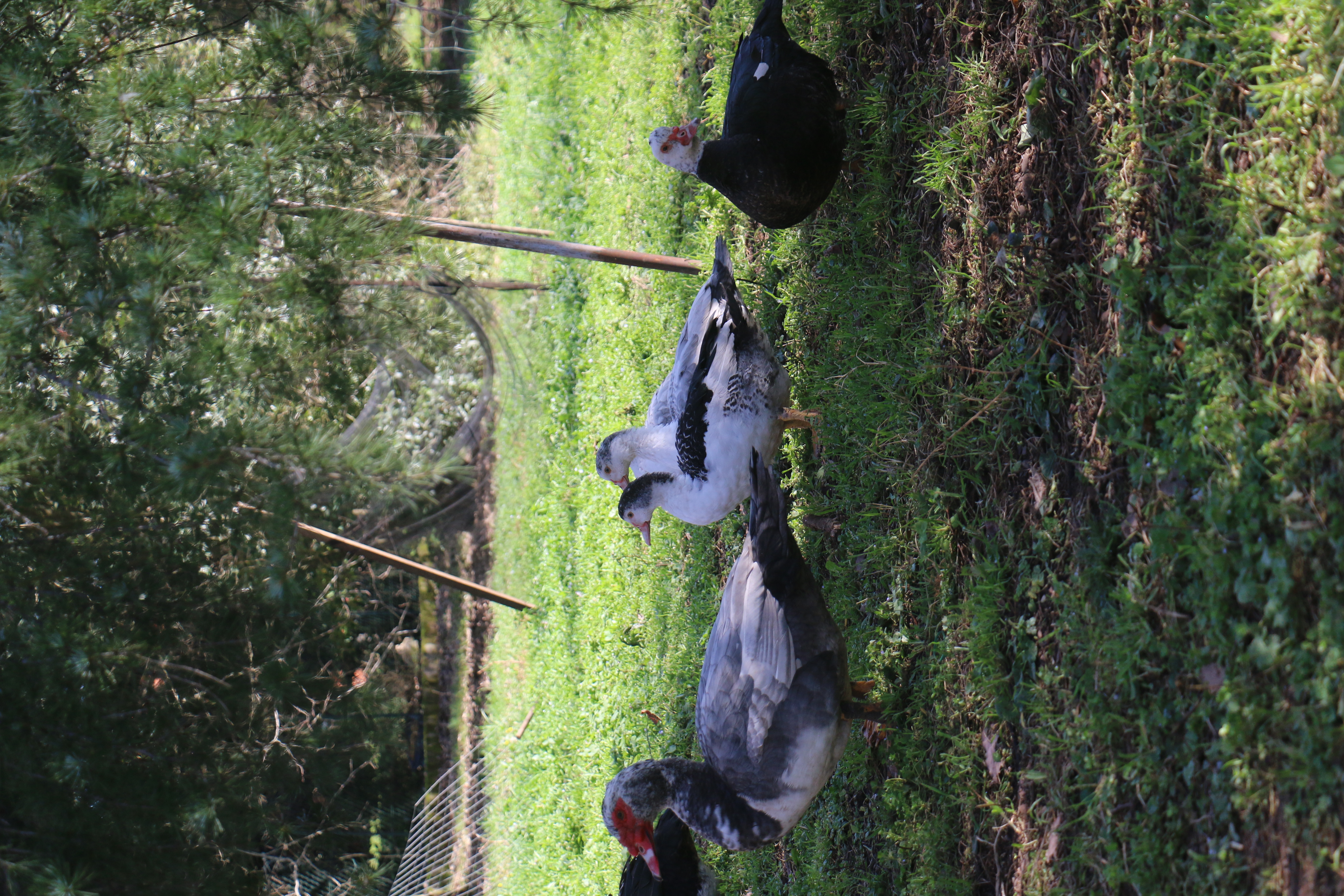 Prix D Un Canard De Barbarie